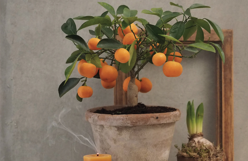 Famila | Agrumi: belli, buoni e profumati